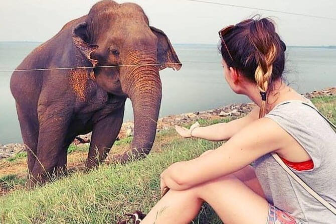 Udawalawe national park tour from bentota with jeep safari - Key Points