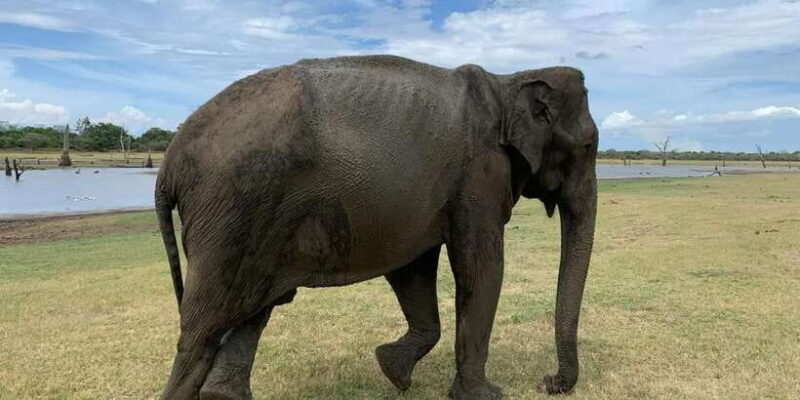 Udawalawe National Park Wildlife Safari from Bentota - What to Expect on the Day