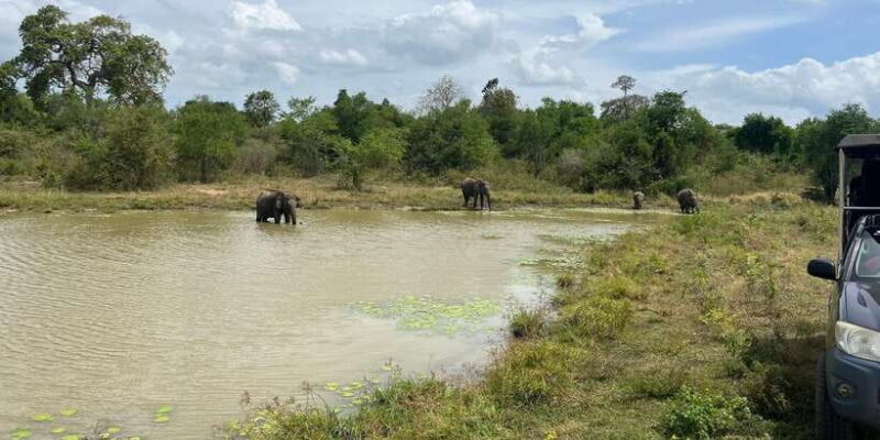 Udawalawe National Park Wildlife Safari from Bentota - Why This Tour Works for Different Travelers