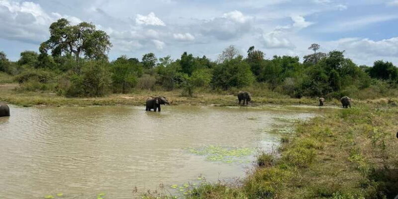 Udawalawe National Park Wildlife Safari from Bentota - FAQ