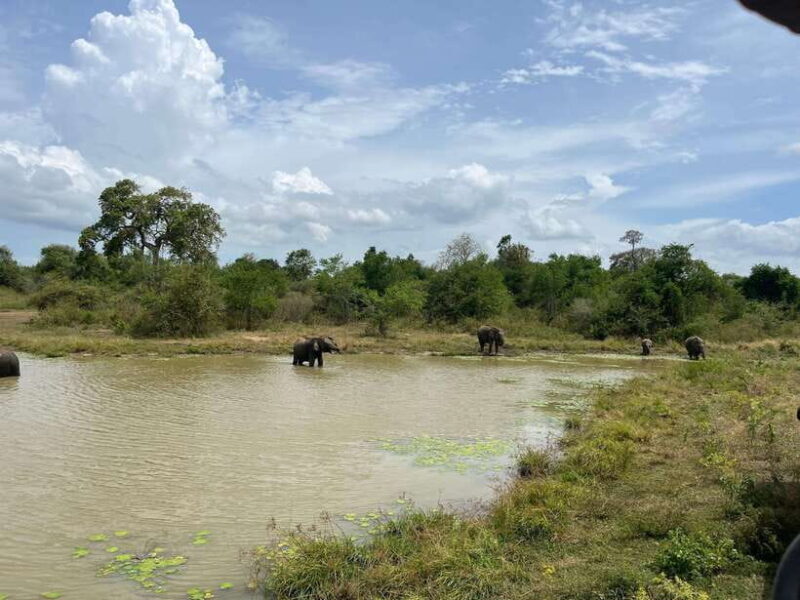 Udawalawe National Park Wildlife Safari from Hambantota Port - Who Will Love This Tour?