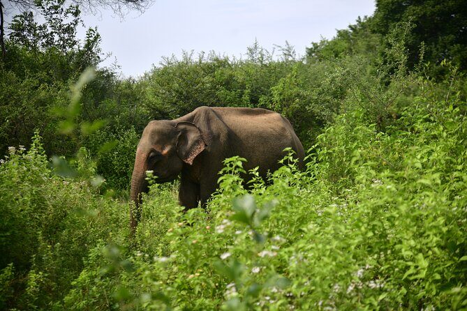 Udawalawe National Park Wildlife Safari Tours - Key Points