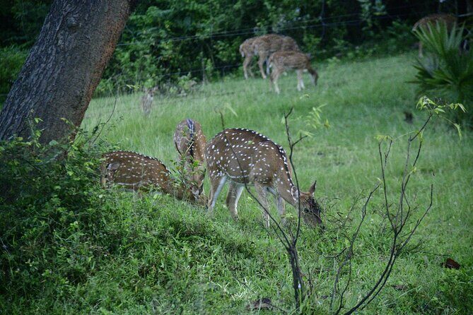 Udawalawe National Park Wildlife Safari Tours - The Value of a Private Safari