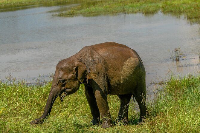 Udawalawe National Park Wildlife Safari Tours - Who Will Get the Most Out of This Tour?