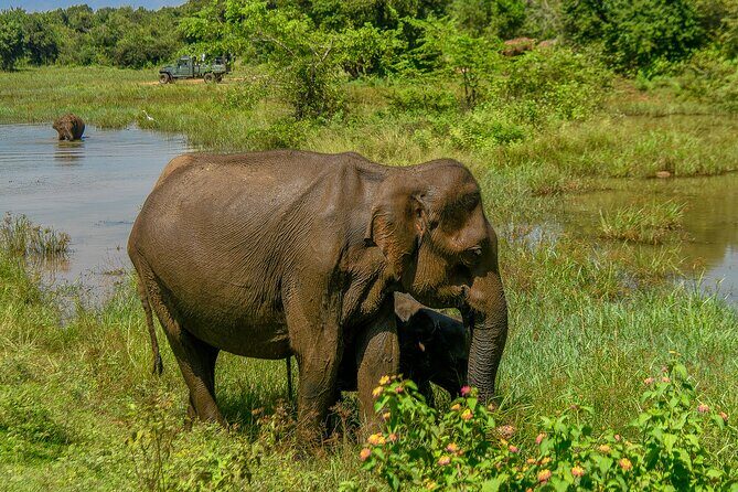 Udawalawe National Park Wildlife Safari Tours - Practical Tips for Booking and Enjoying