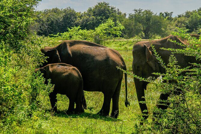 Udawalawe National Park Wildlife Safari Tours - Final Thoughts