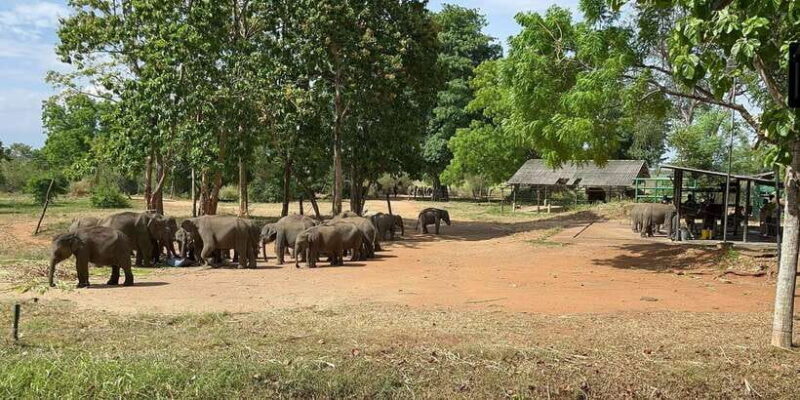 Udawalawe National park with Safari jeep & Entrance ticket - A Closer Look at the Safari Experience