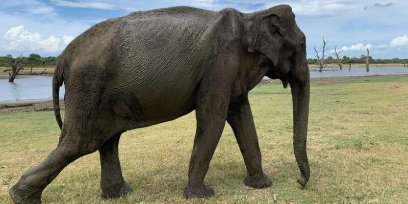 Udawalawe National park with Safari jeep & Entrance ticket - The Practicalities of Booking and Participation