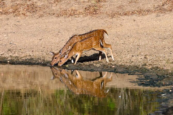 Udawalawe Private Safari Tour From AHUNGALLA - FAQ