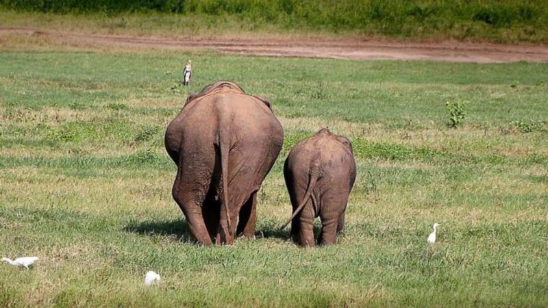 Udawalawe: Private Safari with Picnic and Hotel Pickup - Key Points