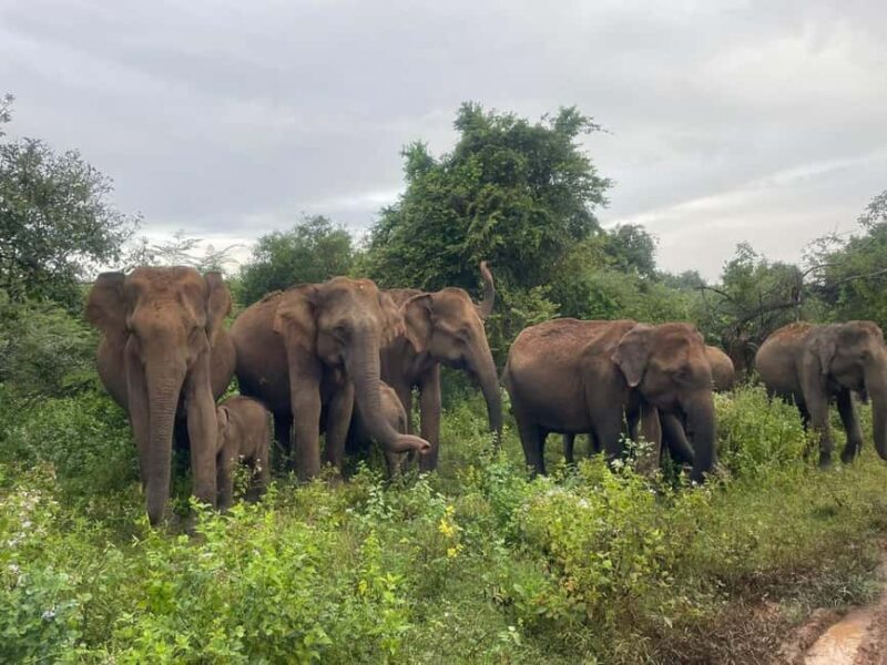 Udawalawe: Private Safari with Picnic and Hotel Pickup - A Balanced Look: Pros and Cons