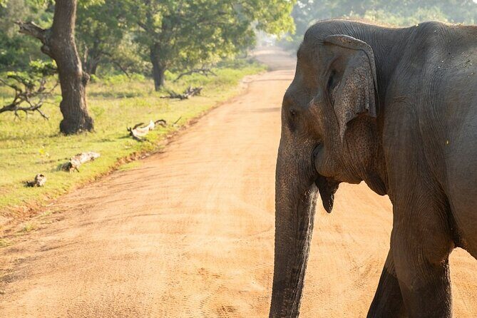 Udawalawe Safari and Authentic Sri Lankan Village Experience - Key Points