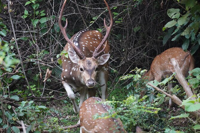 Udawalawe Safari and Galle Day Tour - FAQ