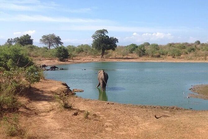 Udawalawe Safari - Key Points