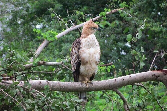Udawalawe Safari - Who Will Love This Safari?