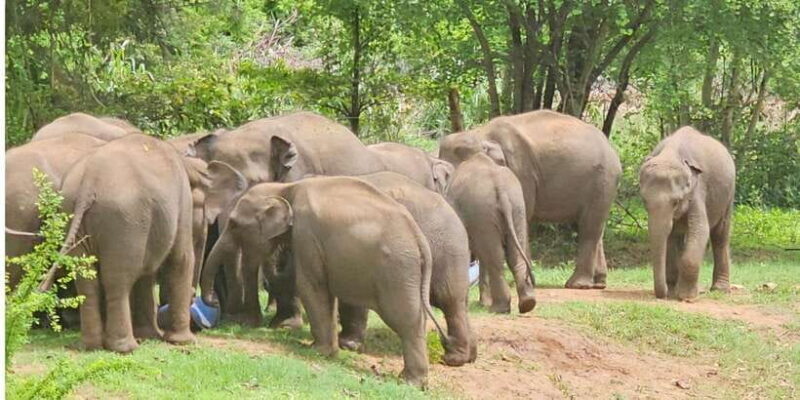 Udawalawe Safari Day Tour From Bentota/Aluthgama/Ahungalla - Key Points