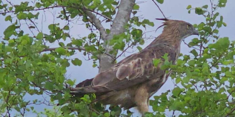 Udawalawe Safari Day Tour From Bentota/Aluthgama/Ahungalla - The Experience: What to Expect from the Tour