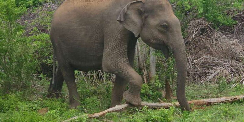 Udawalawe Safari Day Tour From Bentota/Aluthgama/Ahungalla - Final Thoughts: Who Will Love This Safari?