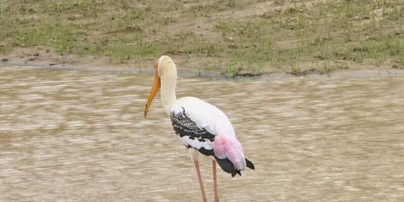 Udawalawe Safari Day Tour From Bentota/Aluthgama/Ahungalla - Frequently Asked Questions