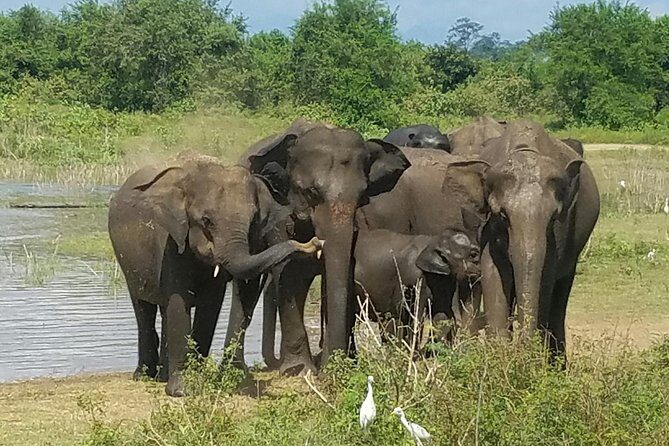 Udawalawe Safari Day Tour from Bentota and its' surrounding areas - Introduction to the Tour Experience