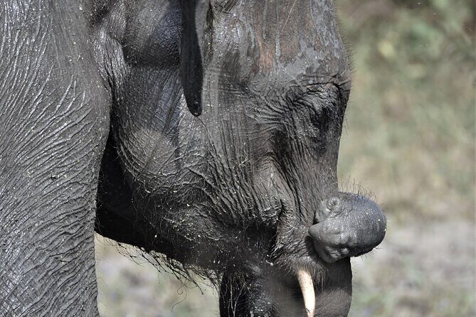 Udawalawe Safari Day Tour from Bentota and its' surrounding areas - Transportation & Comfort