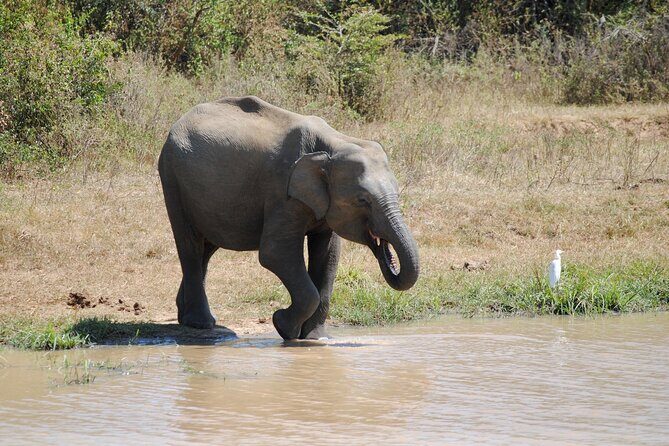 Udawalawe Safari Day Tour from Bentota and its' surrounding areas - Authentic Reviews Speak Volumes