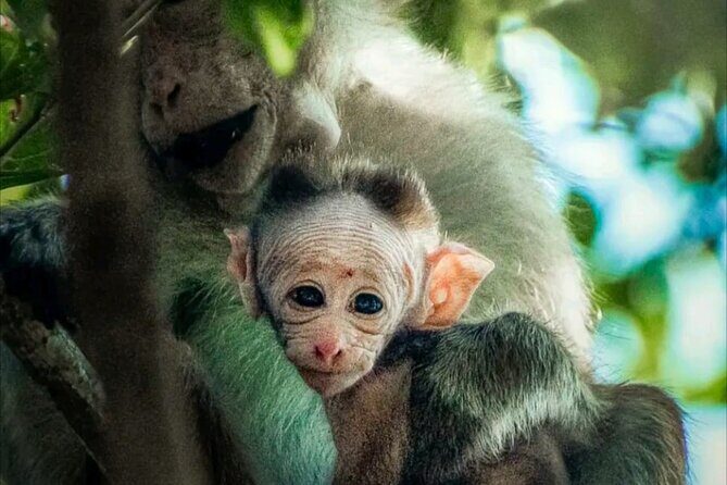 Udawalawe Safari Day Trip Elephants and Wildlife from Galle - An In-Depth Look at the Tour Itinerary