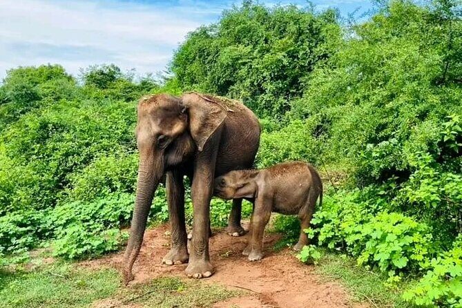 Udawalawe Safari Day Trip Elephants and Wildlife from Galle - FAQ