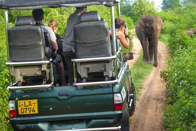 Udawalawe Safari Day Trip from South Region & Transfer to Ella - Who Should Consider This Tour?