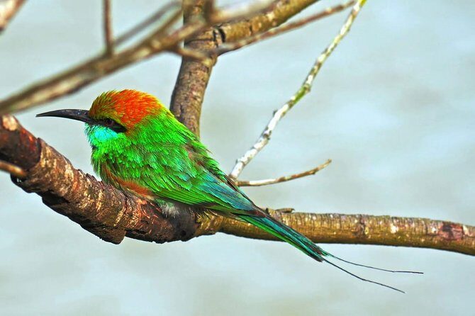 Udawalawe Safari Day Trip with Return Transport - All Inclusive - Who Should Book This Tour?