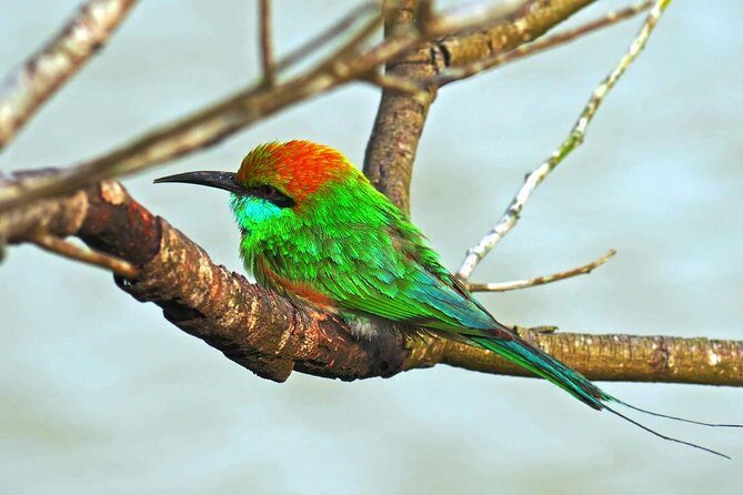 Udawalawe Safari DayTrip frm Bentota/Kalutara/Ahungalla/Hikkaduwa - End of the Day: Reflection and Return