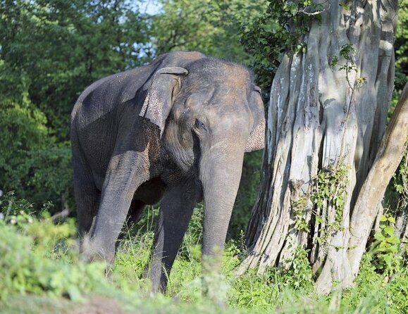 Udawalawe Safari & Elephant Transit Home Visit with Lunch from Hambantota Harbor - Introduction: Exploring Sri Lanka’s Wildlife with Confidence