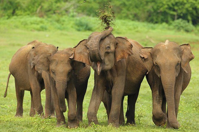 Udawalawe Safari & Elephant Transit Home Visit with Lunch from Hambantota Harbor - An In-Depth Look at the Tour Experience