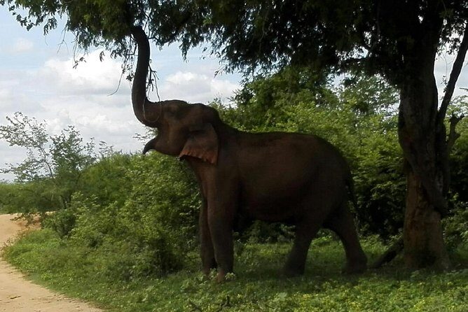 Udawalawe safari from Ella and return back to Ella - Authentic Experiences and Overall Value