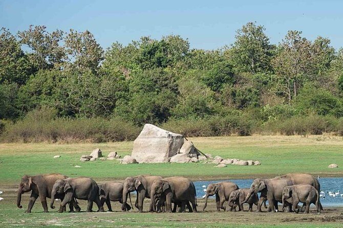 Udawalawe Safari Private Day Tour Kaluthara/Beruwala/Bentota/Kosgoda/Ahungalla - Tips for a Great Experience