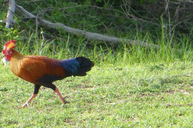 Udawalawe Safari Private Day Trip from Bentota and Kalutara Areas - Practical Tips for Travelers