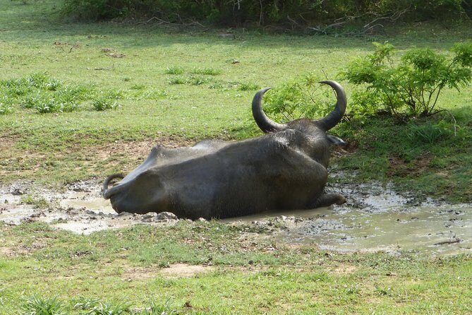 Udawalawe Safari Private Day Trip from Bentota and Kalutara Areas - Who Is This Tour Best For?