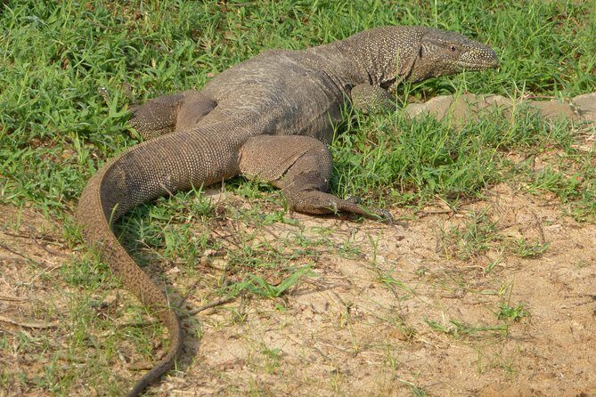 Udawalawe Safari Private Day Trip from Bentota and Kalutara Areas - FAQ Section