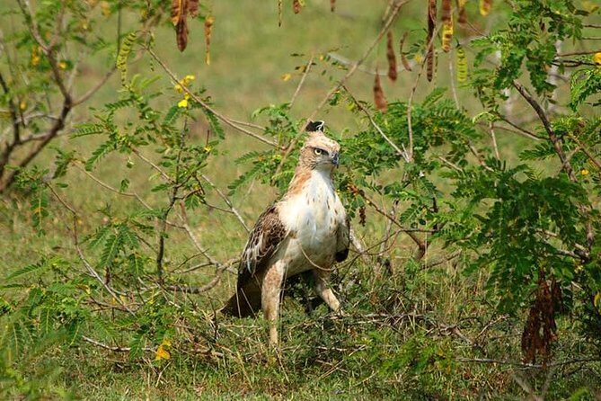 Udawalawe Safari Private Day Trip from Bentota and Kalutara Areas - Final Thoughts