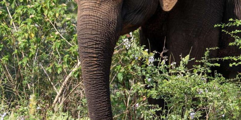 Udawalawe Safari | PRIVATE TOUR - Exploring the Udawalawe Safari | PRIVATE TOUR