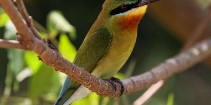 Udawalawe Safari | PRIVATE TOUR - Key Points