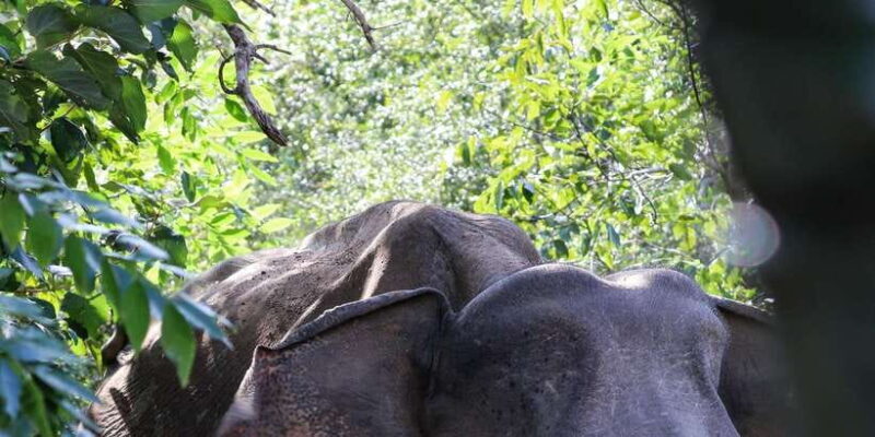 Udawalawe Safari | PRIVATE TOUR - A Closer Look at the Itinerary