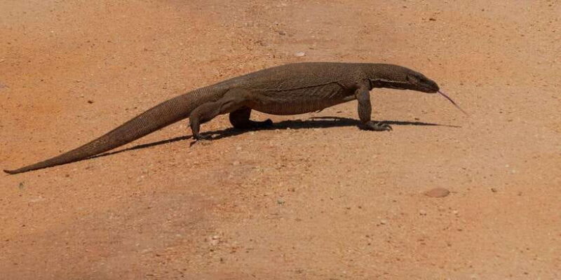 Udawalawe Safari | PRIVATE TOUR - Why This Tour Packs a Punch