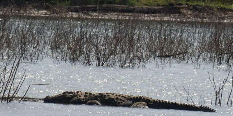 Udawalawe Safari | PRIVATE TOUR - Is This Tour Right for You?