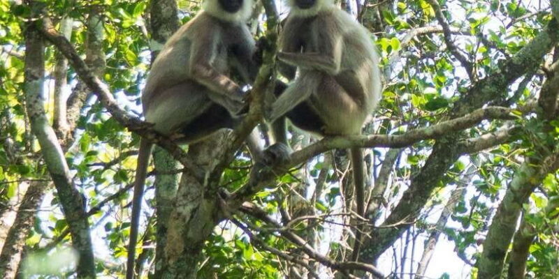 Udawalawe Safari | PRIVATE TOUR - Final Thoughts on Value and Experience