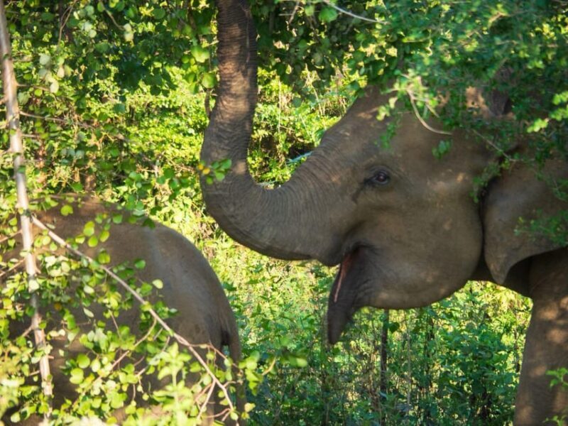Udawalawe Safari | PRIVATE TOUR - FAQ: Your Practical Questions Answered