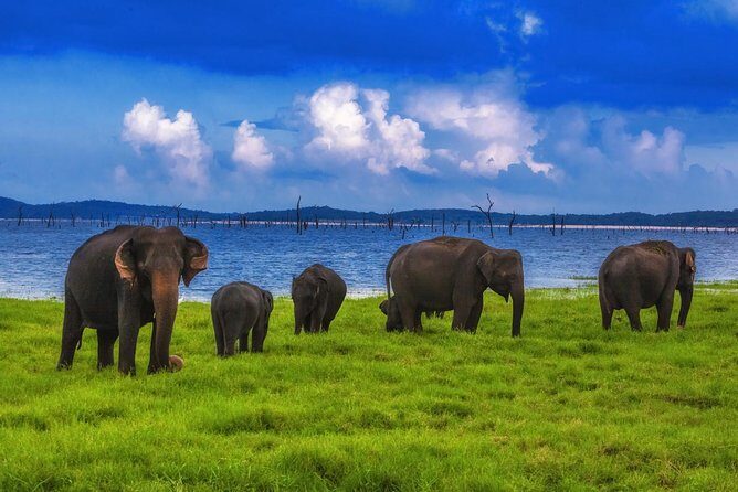Udawalawe Safari Tour from Hambantota - FAQs