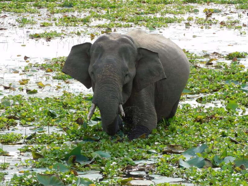 Udawalawe Safari Tour from Hambantota Port (Shore Excursion) - Why This Tour Is a Great Choice