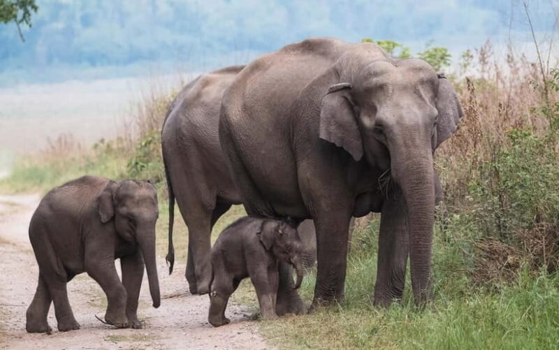 Udawalawe Safari Tour from Tissamaharama/Yala/Hambantota - Key Points