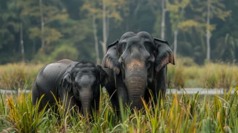 Udawalawe Safari Tour from Tissamaharama/Yala/Hambantota - An Overview of the Udawalawe Safari Experience